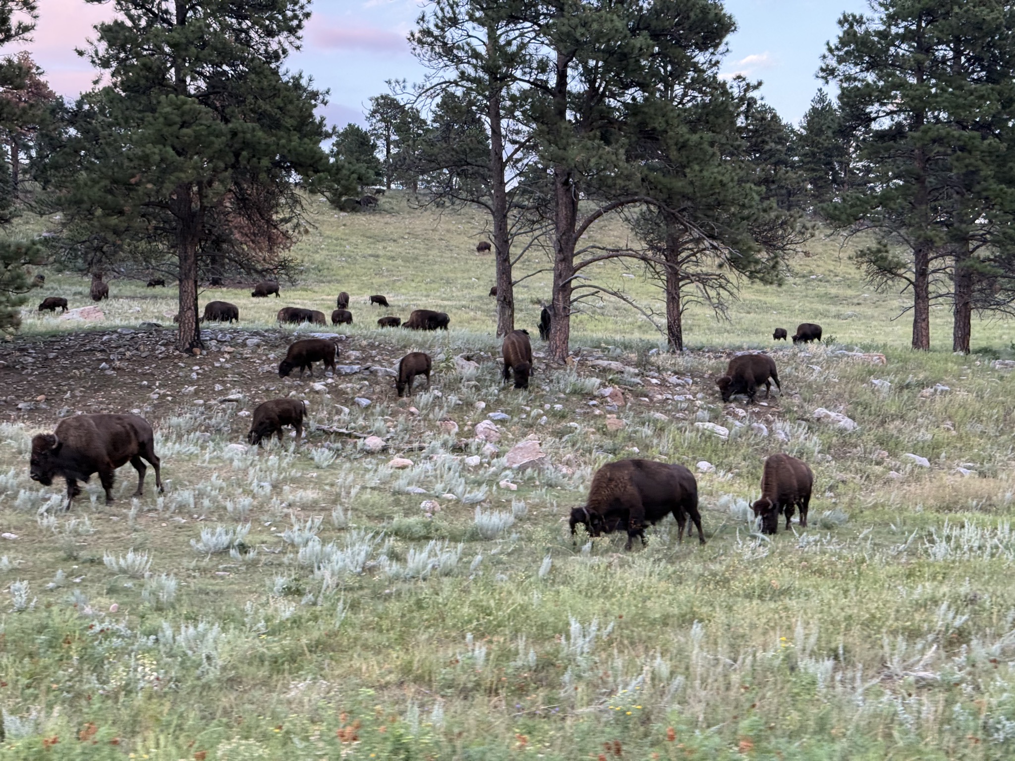 Custer Wildlife Loop drive – Sinclair Trails