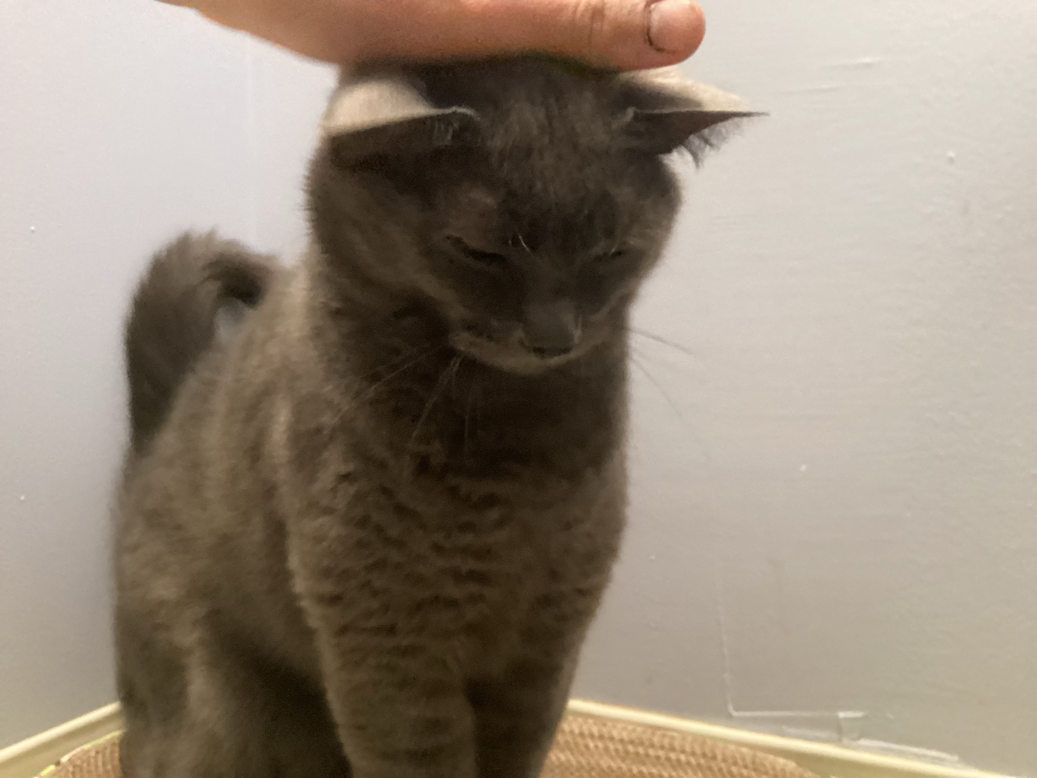 Club Cat boarding – Sinclair Trails